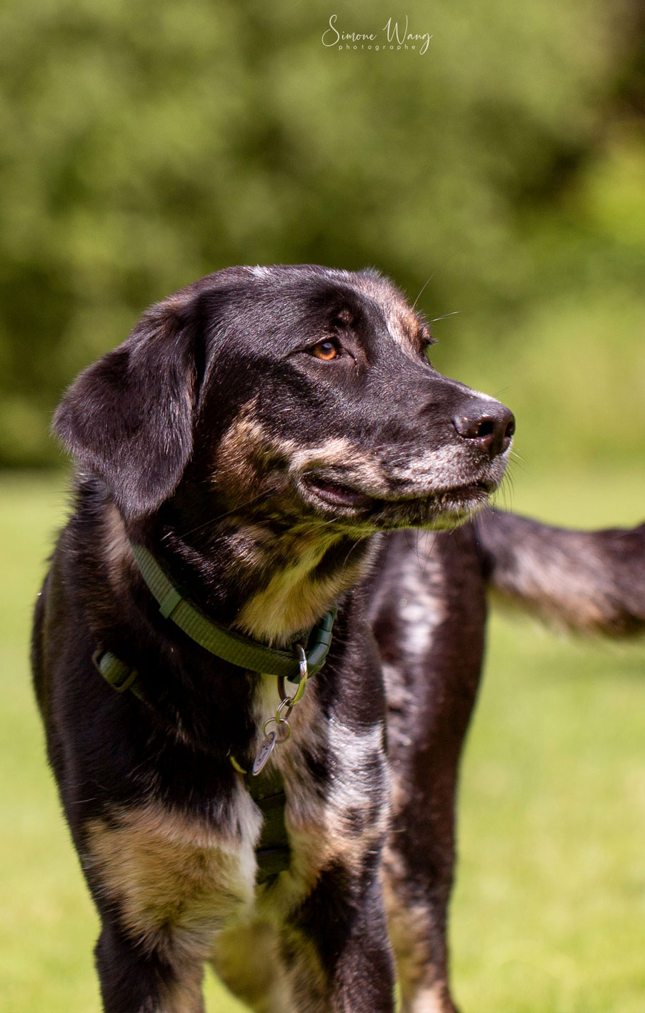 MES CO-EQUIPIERS – SANDRINE EDUC'CANINE